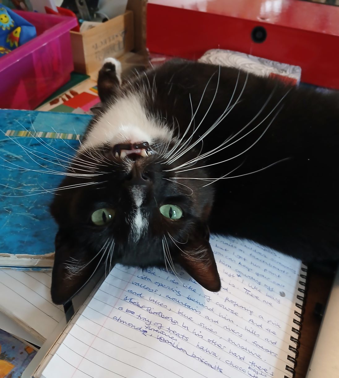By a Whisker – Louise G Cole, Writer